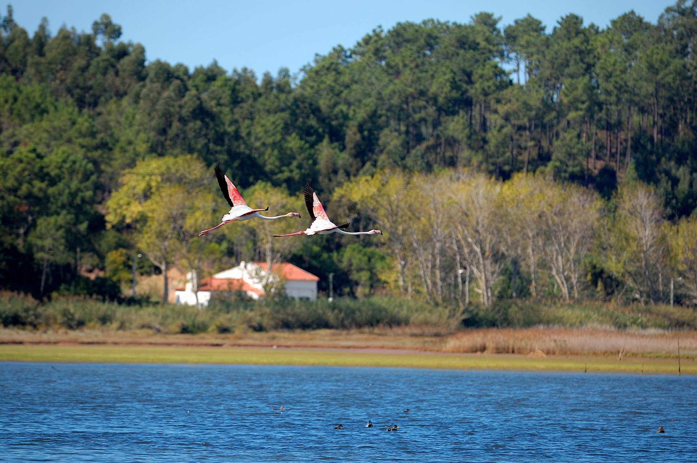 À descoberta das aves aquáticas da Lagoa de Óbidos